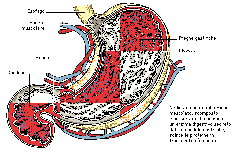 scienze - apparato digerente - Mappa Concettuale